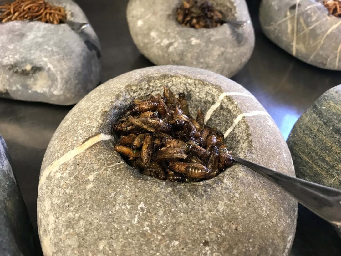 Grillen mal anders: Rueda & Insekten | Genussfreak